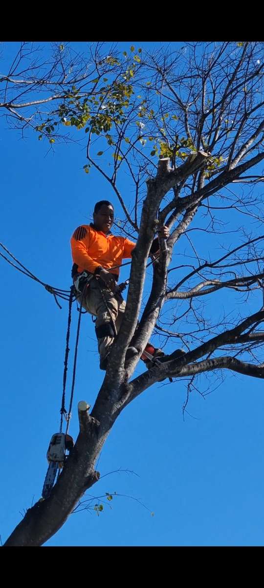 Sky Tree Lopping, Tree Lopping in Beenleigh QLD - Oneflare